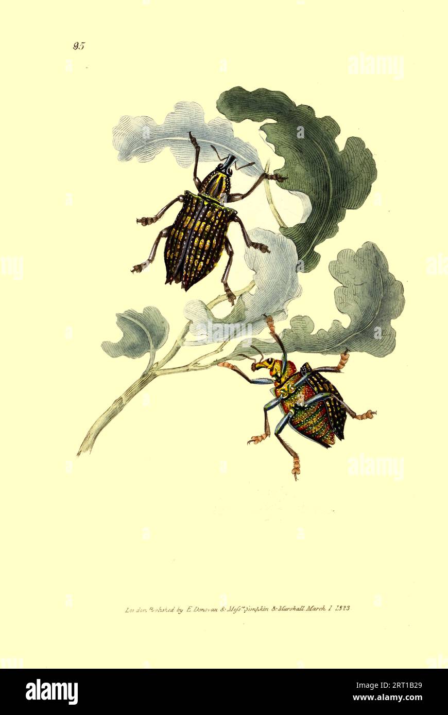 Curculio Croesus, Gold Splash Diamond Beetle Curculio is a genus of ...