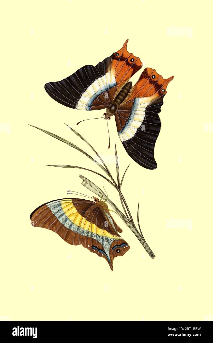Palla decius hi-res stock photography and images - Alamy