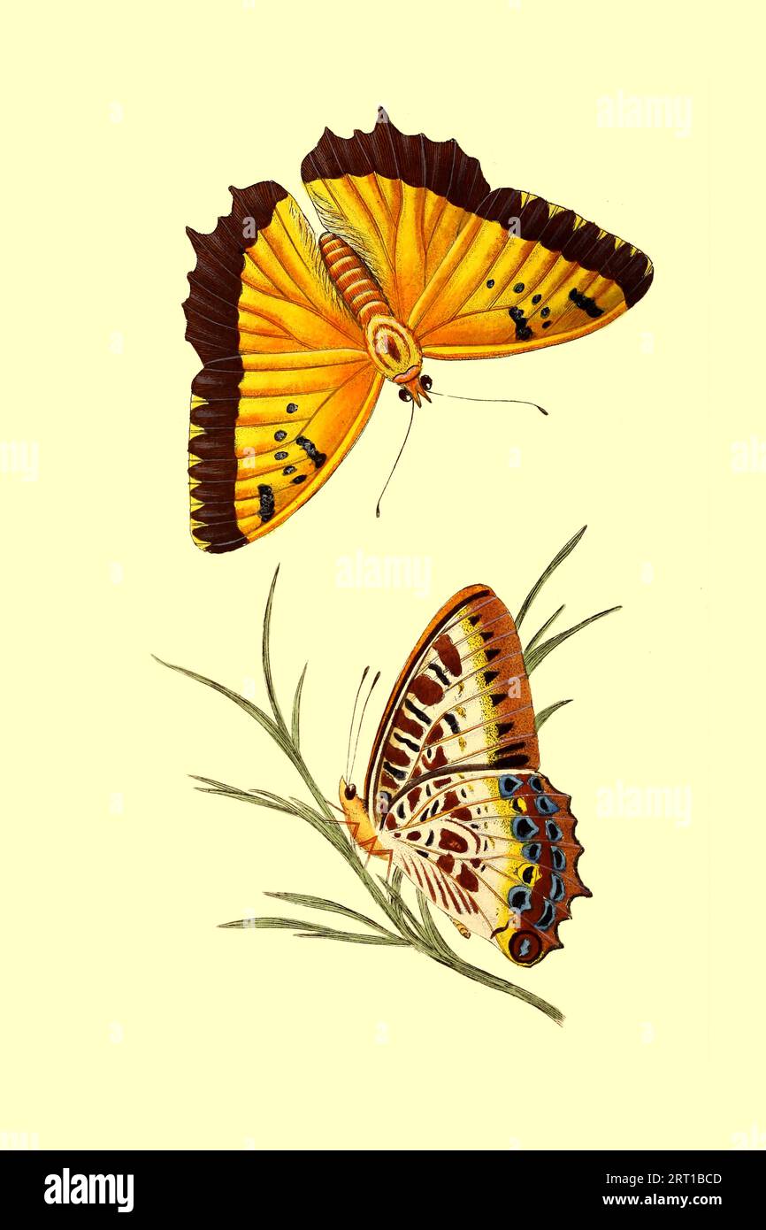 Papilio castor, Castor Butterfly Coloured Plate from ' The Naturalist's ...