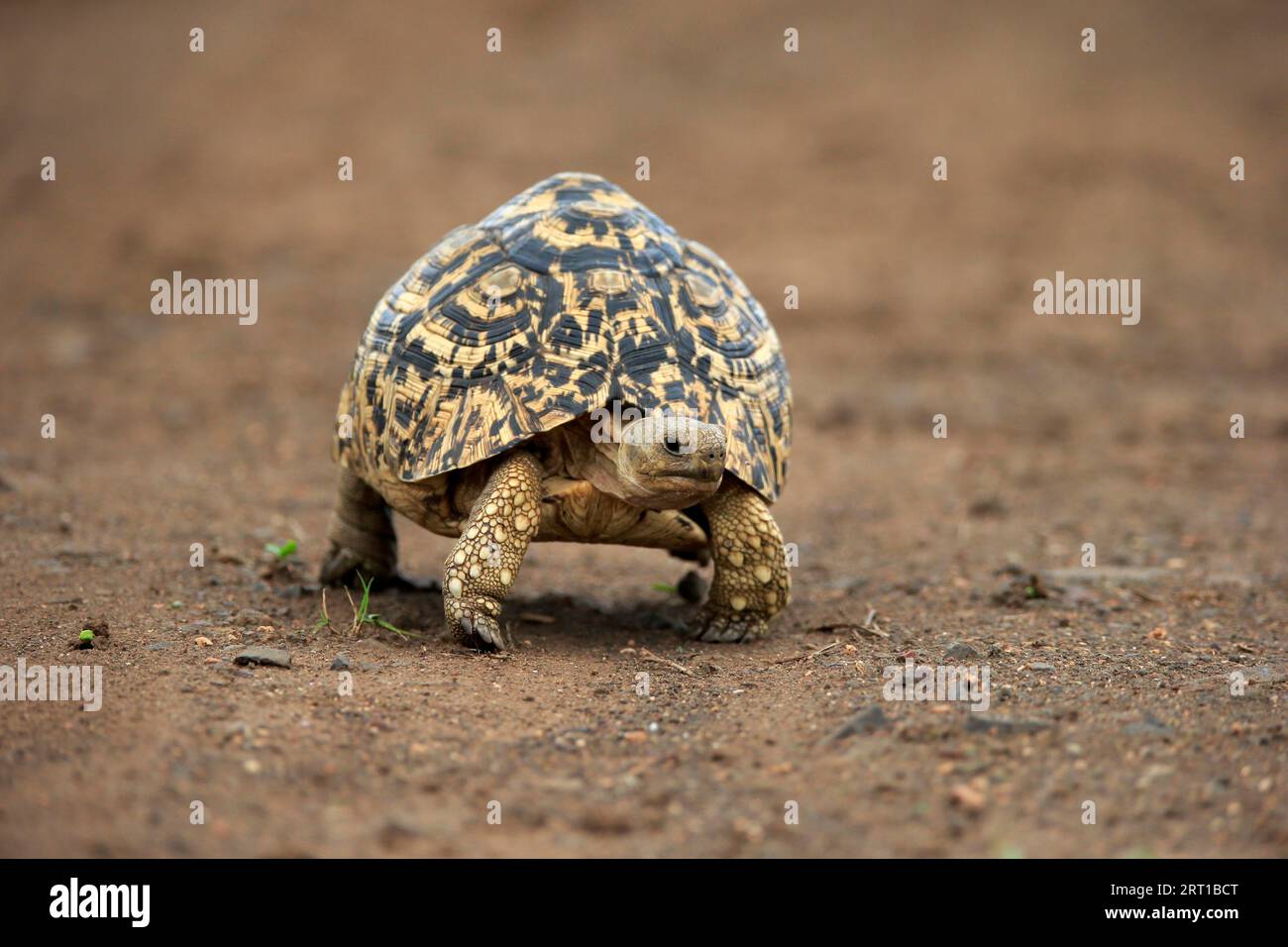 Leopard tortoise (Testudo pardalis), adult, walking, foraging, Kruger ...