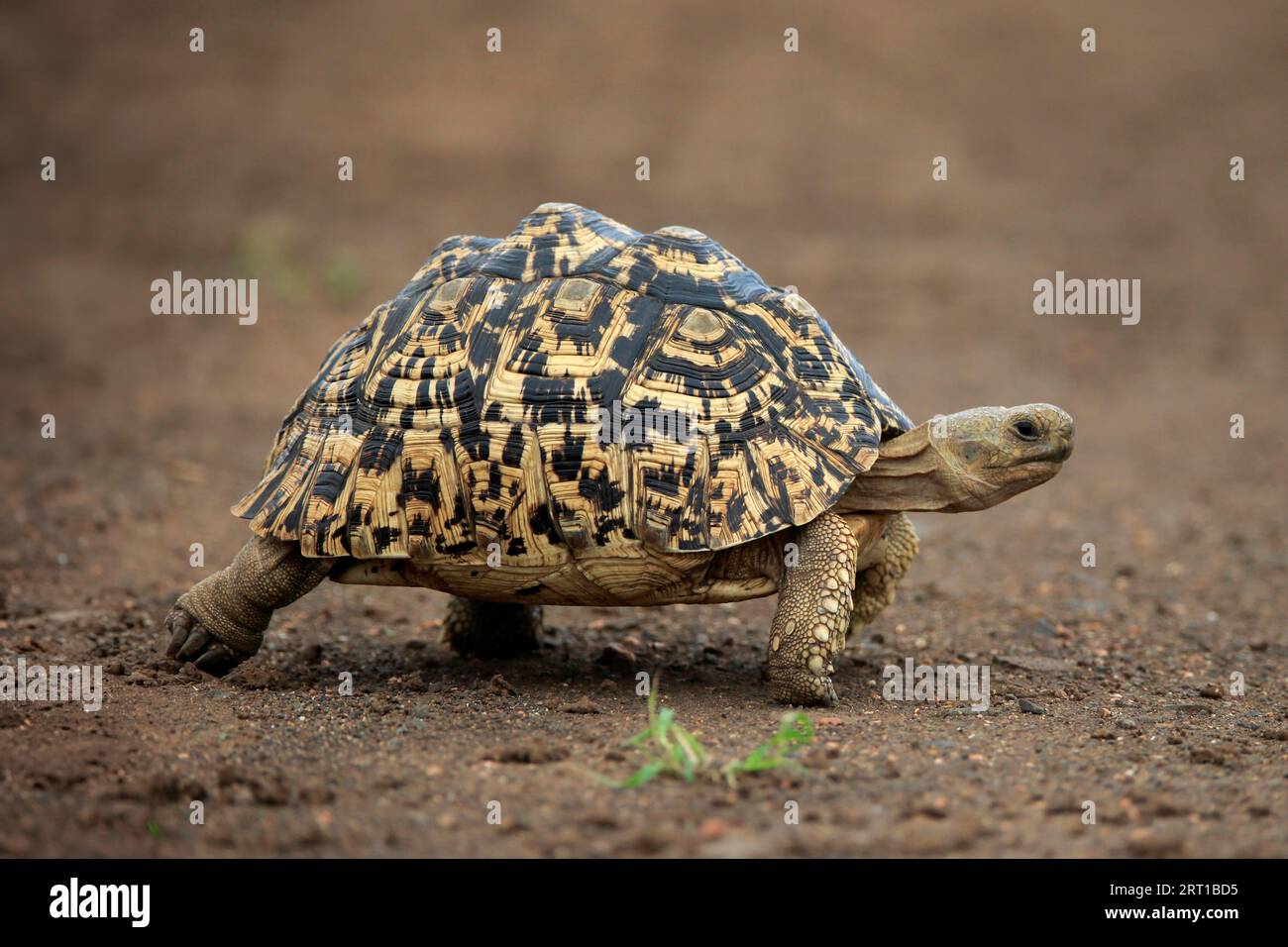 Leopard tortoise (Testudo pardalis), adult, walking, foraging, Kruger ...