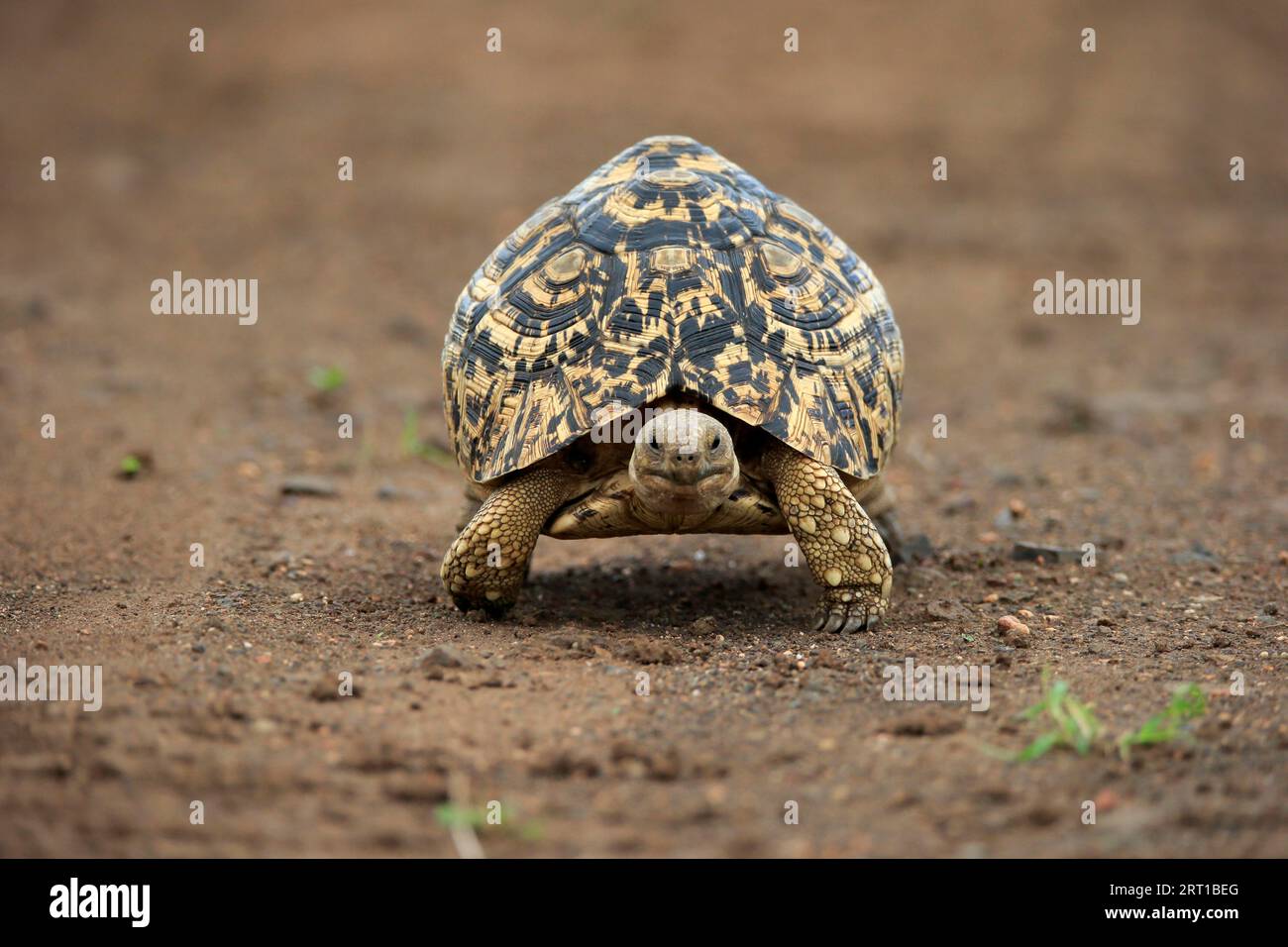 Leopard tortoise (Testudo pardalis), adult, walking, foraging, Kruger ...