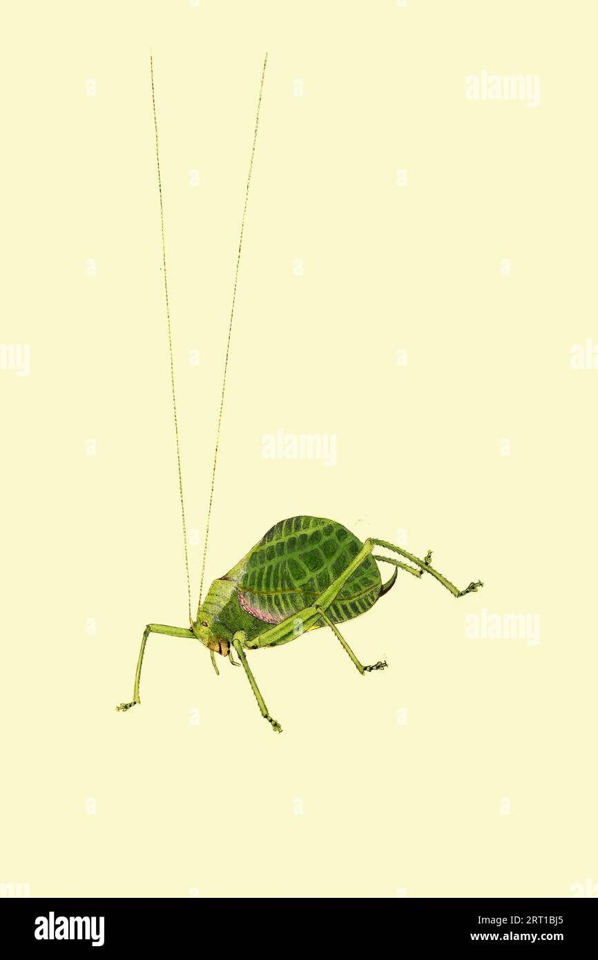 Locusta Camellifolia , Shock-shock Locust, Female Pterophylla ...