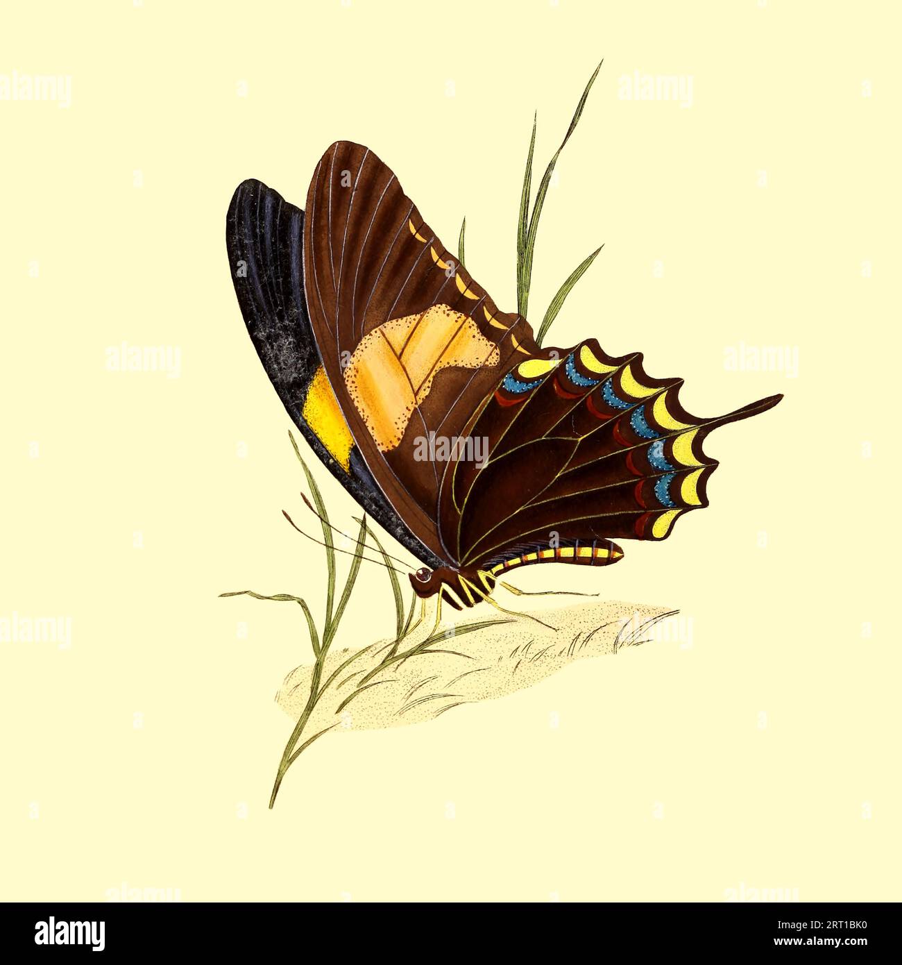 Papilio androgeus, the Androgeus swallowtail, queen page, or queen ...