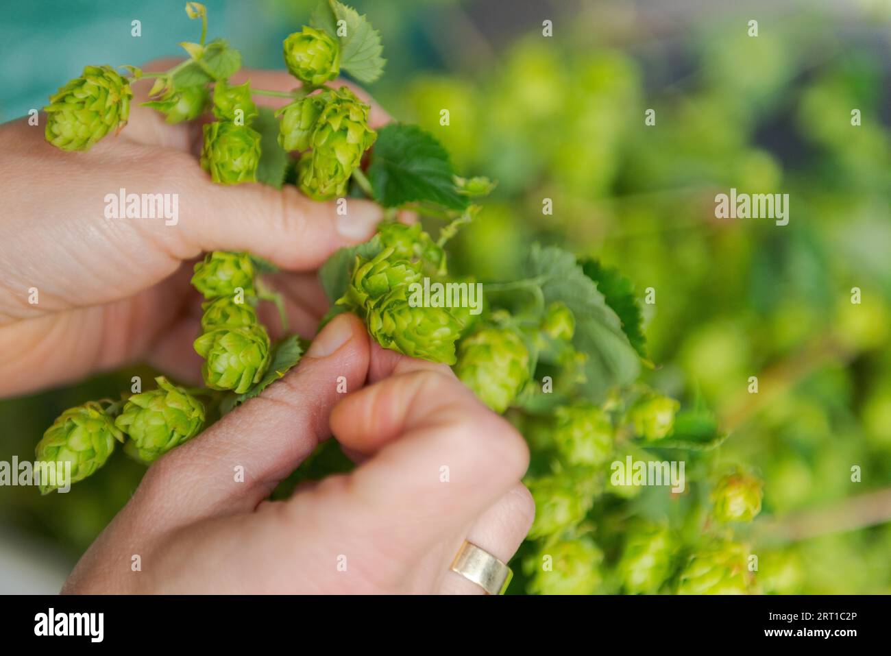 Human hands plucking fresh green hops from the vine Stock Photo - Alamy