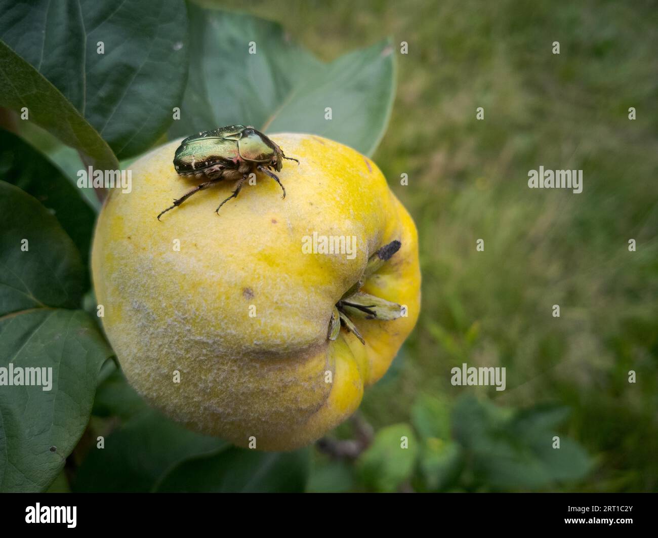 Large green beetle sitting on quince fruit hanging on tree in garden ...