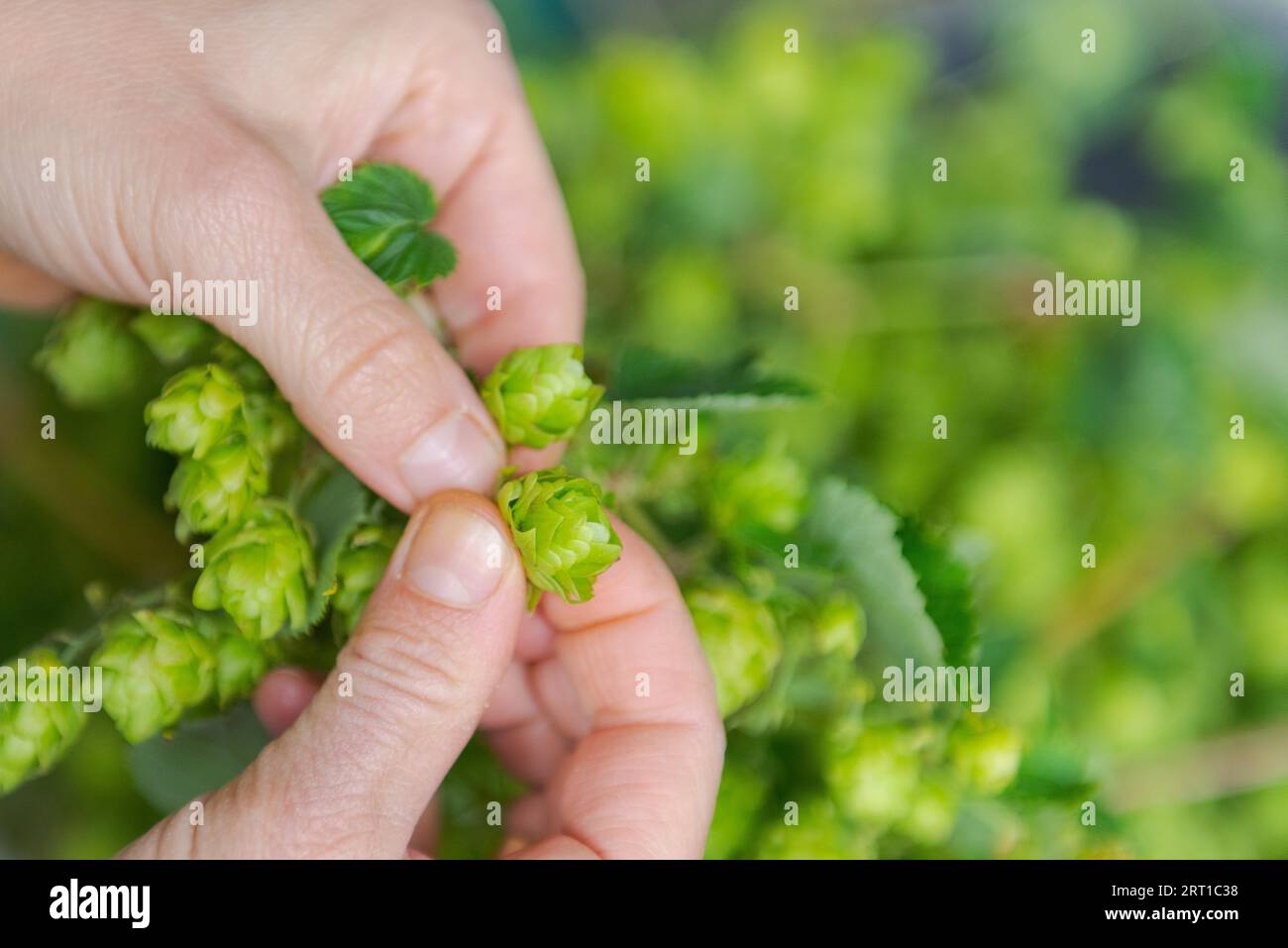 Human hands plucking fresh green hops from the vine Stock Photo - Alamy