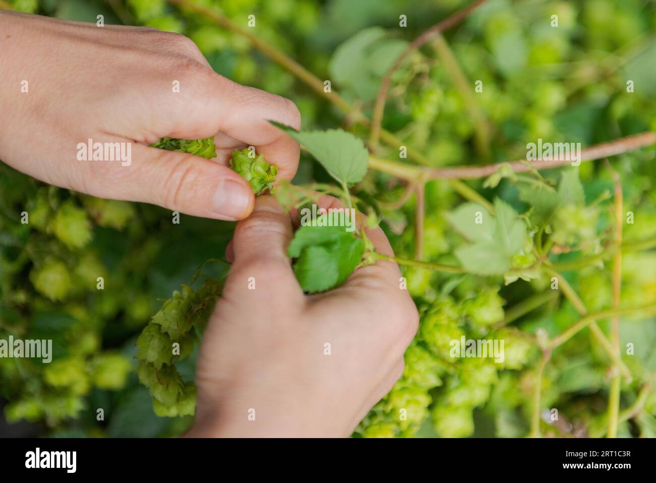 Human hands plucking fresh green hops from the vine Stock Photo - Alamy
