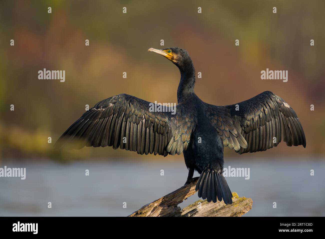 One cormorant (Phalacrocorax carbo) bird standing on trunk of dead tree ...