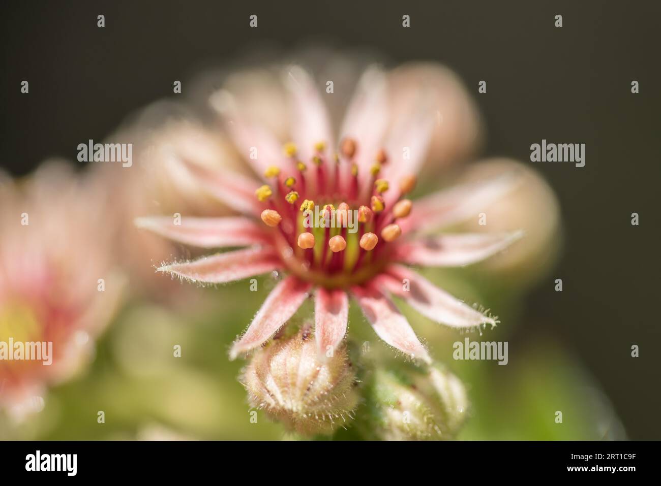 Flower cobweb hi-res stock photography and images - Alamy