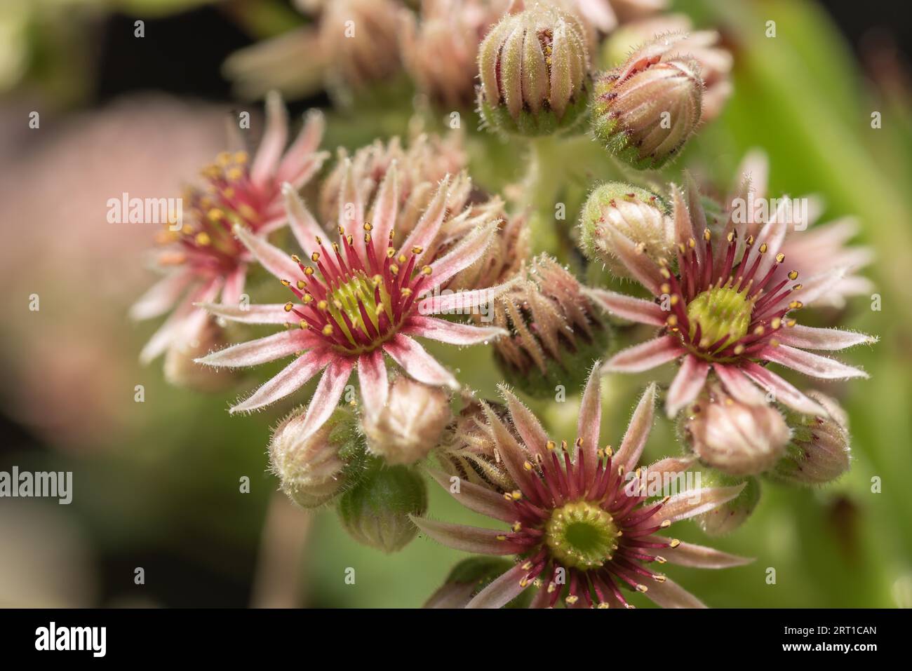 Houseleek flower hi-res stock photography and images - Alamy