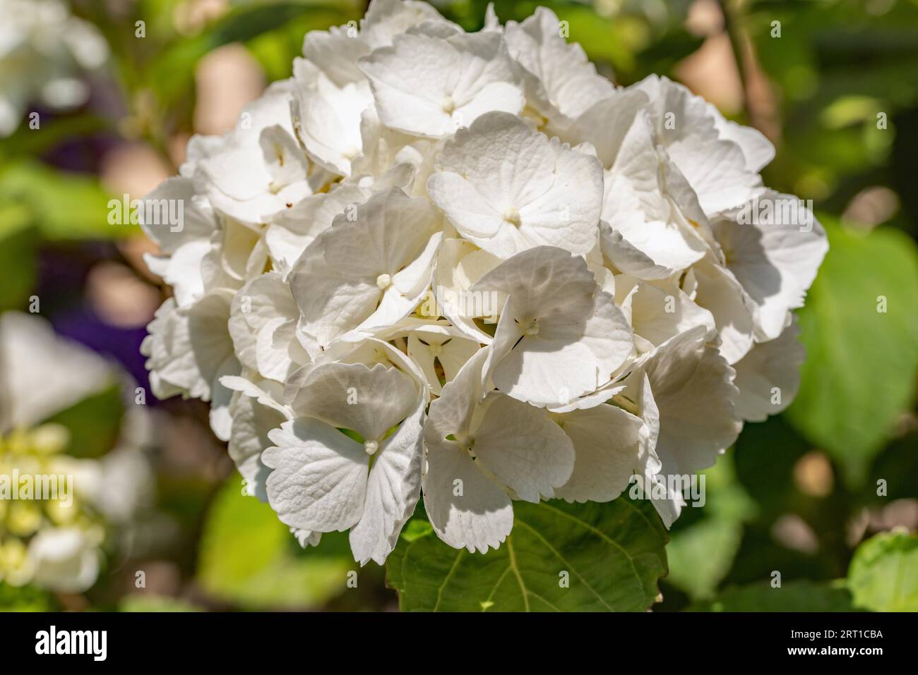 Hydrangea flowering in summer Stock Photo - Alamy