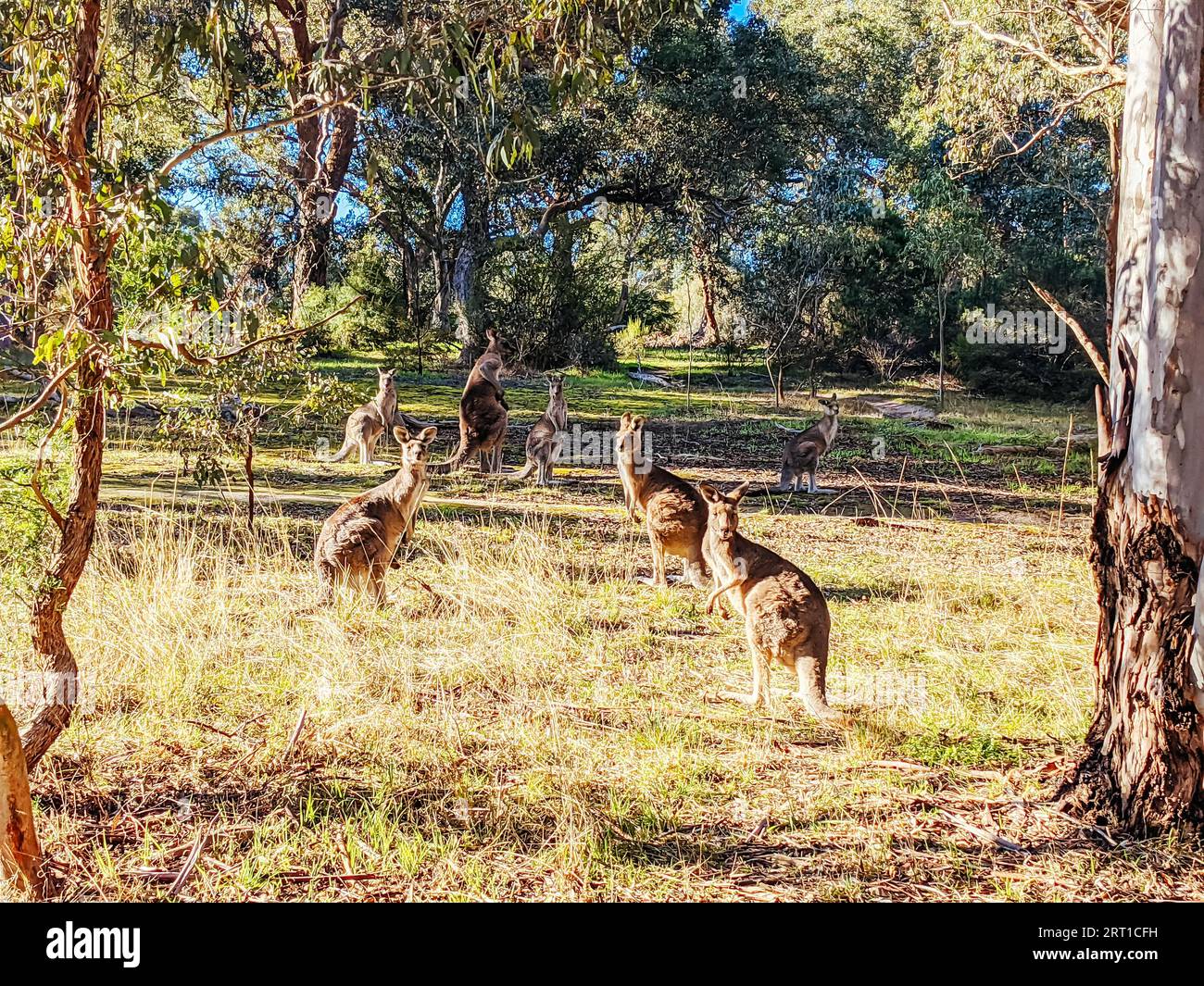 Mountain bike and walking trails along the Yarra River thru Westerfolds ...