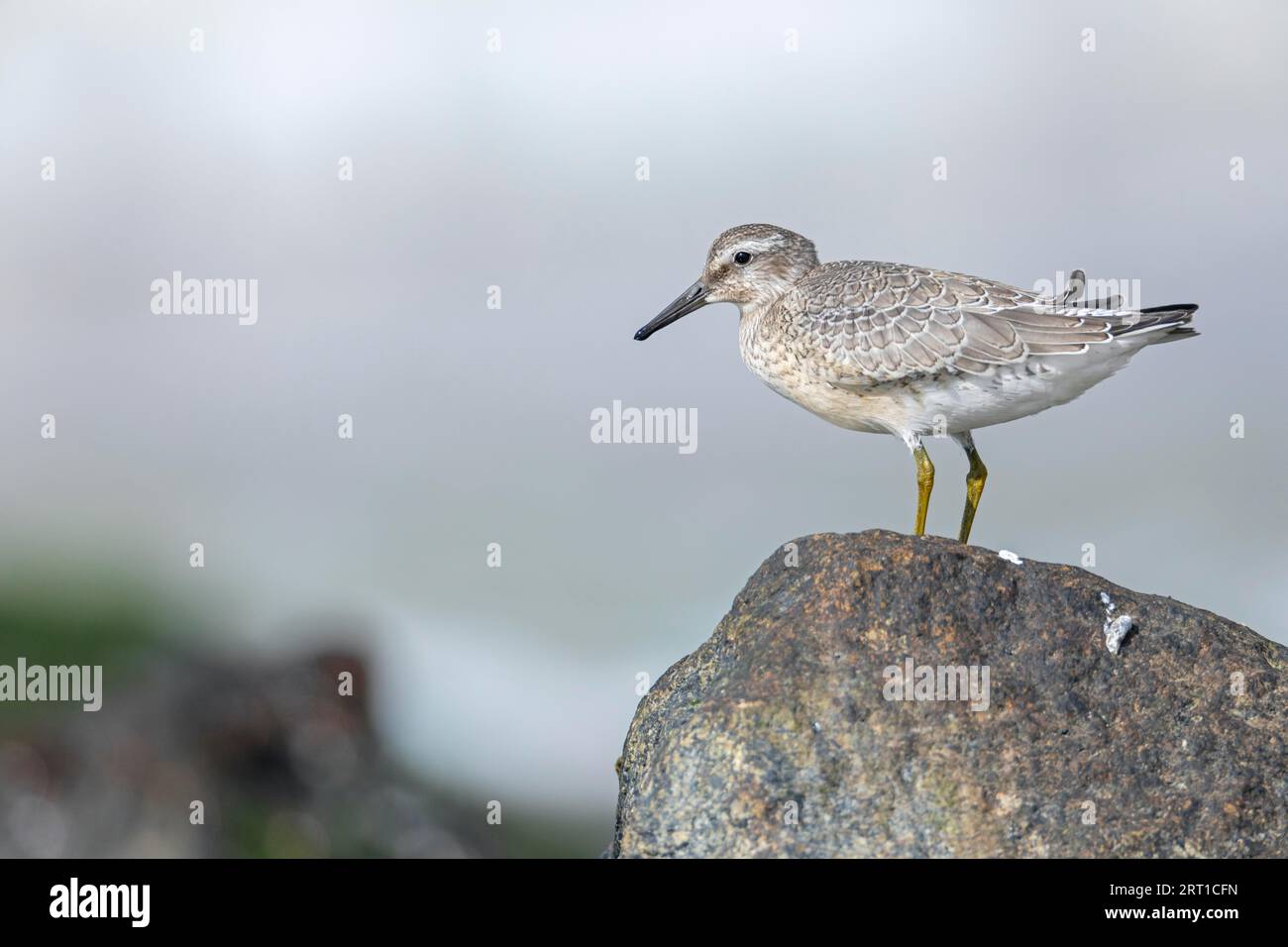 Red knot winter plumage hi-res stock photography and images - Alamy