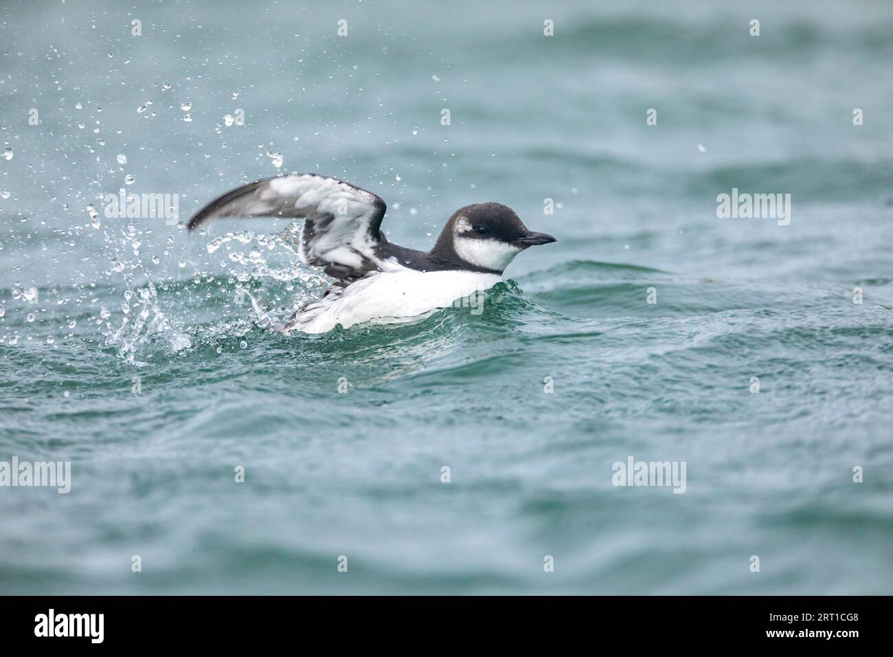 A Common Guillemot in non-breeding plumage after a storm on the Danish ...