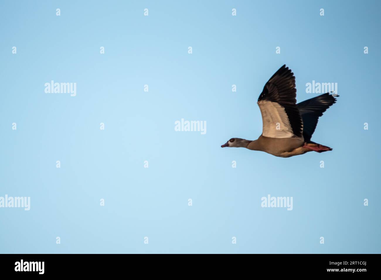 Egyptian goose in flight Stock Photo - Alamy