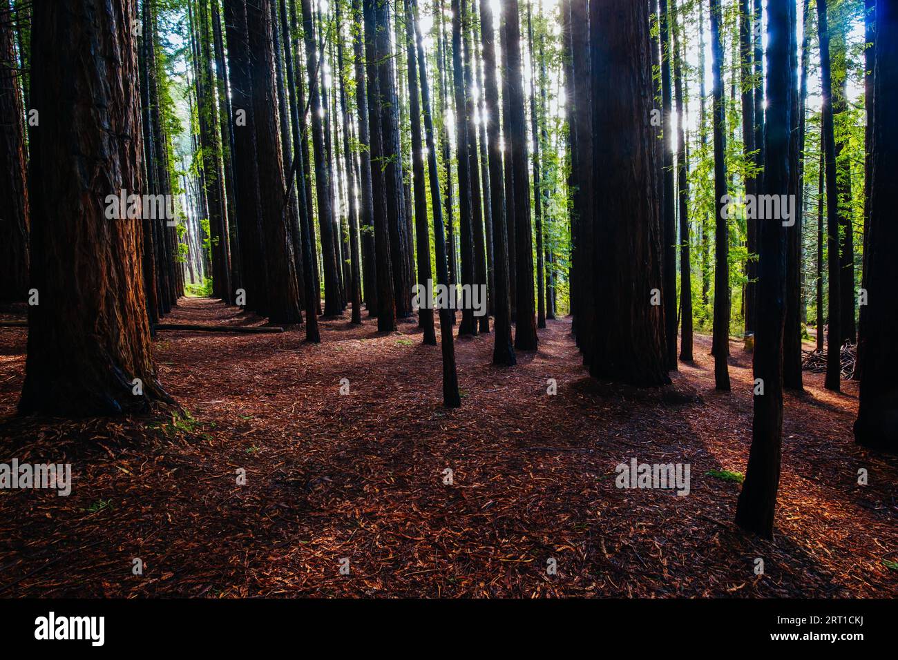The tranquil Cement Creek Redwood Forest near Warburton in Victoria ...
