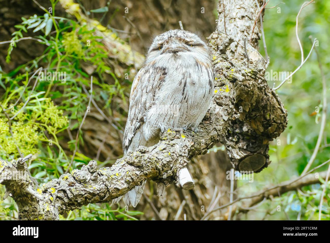 Australian native bird, the iconic Tawny Frogmouth sits high in the ...