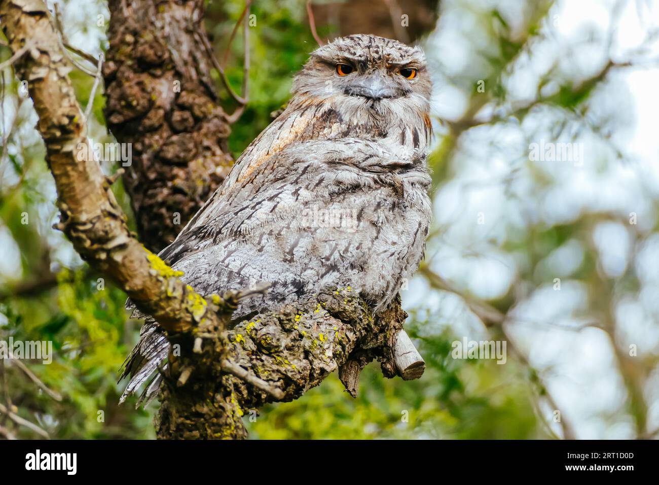 Australian native bird, the iconic Tawny Frogmouth sits with its young ...