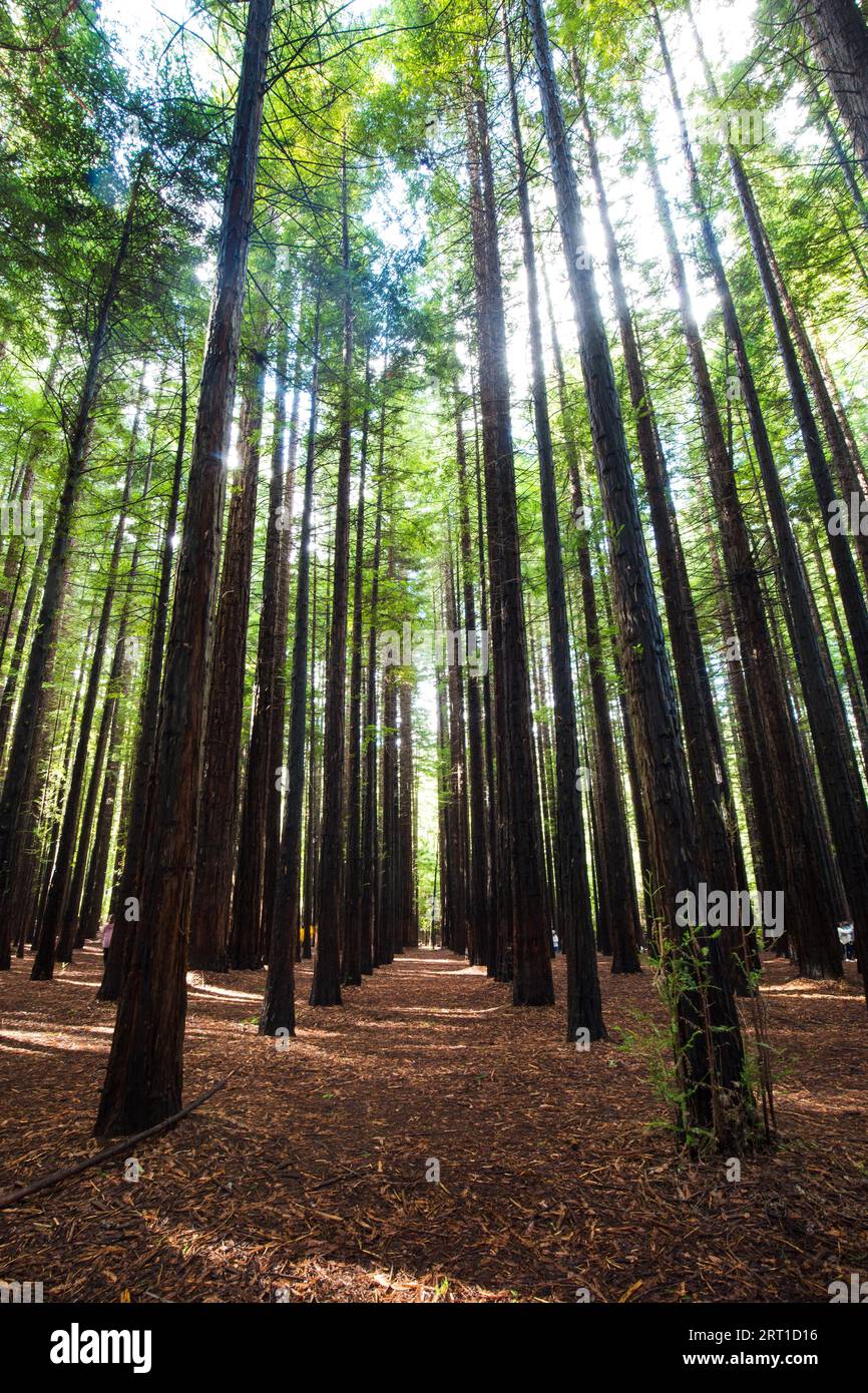 The tranquil Cement Creek Redwood Forest near Warburton in Victoria ...