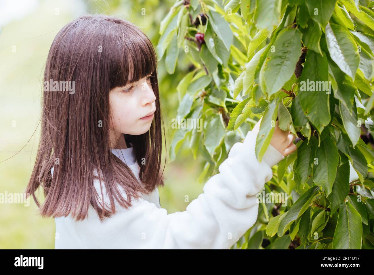Young cherry fruit hi-res stock photography and images - Alamy