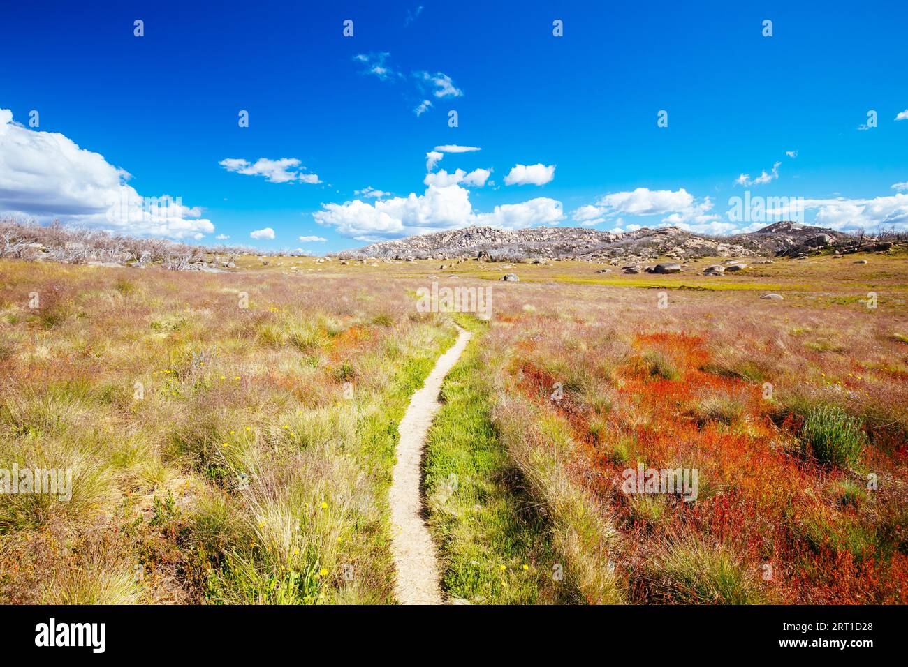 Flora and fauna landscape along walking path to Dickson's Falls during ...