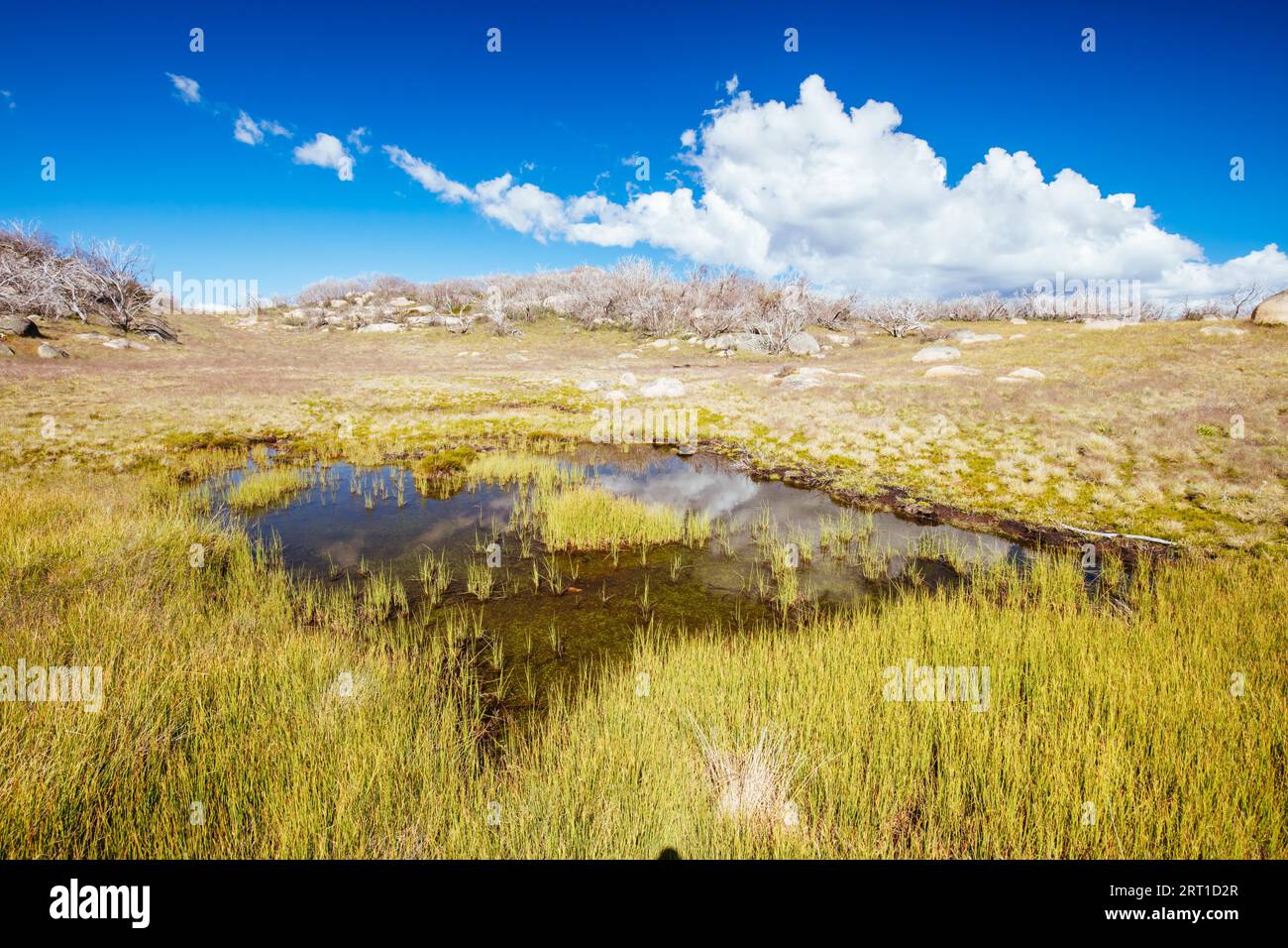 Flora and fauna landscape along walking path to Dickson's Falls during ...