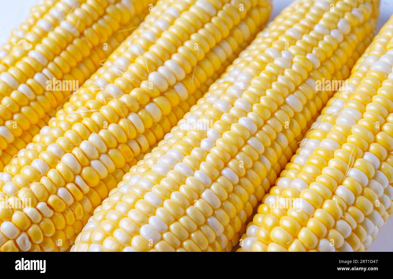 Yellow fresh ears of sweet corn background. Fresh raw corncob with ...