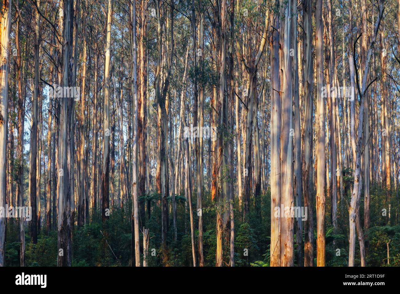 The Black Spur near Narbethong on a cool autumn morning in Victoria ...
