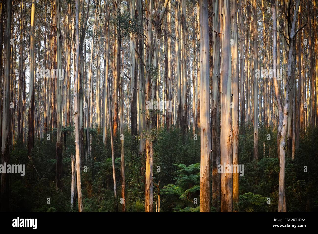Narbethong hi-res stock photography and images - Alamy