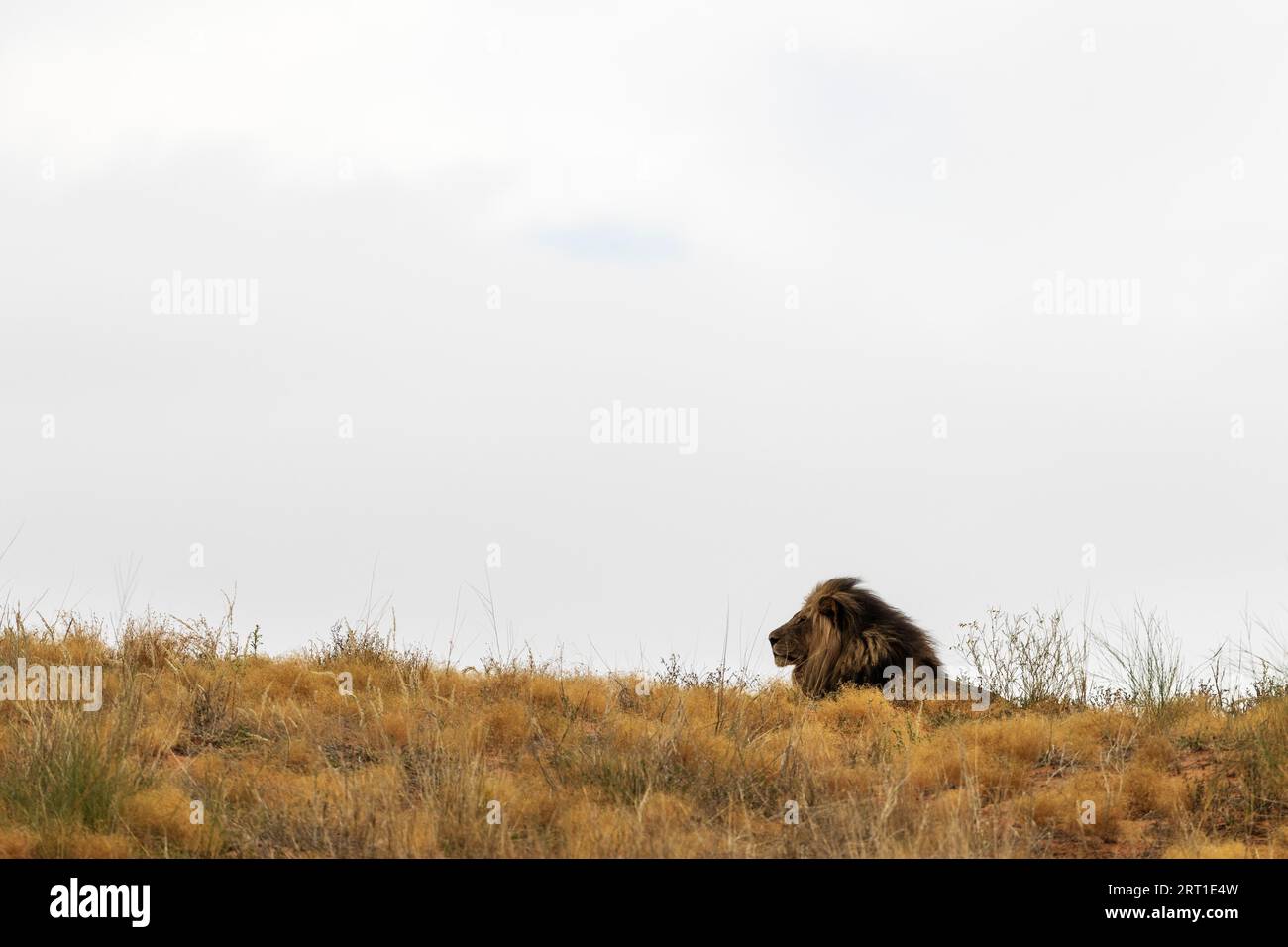 Lion ridge hi-res stock photography and images - Alamy