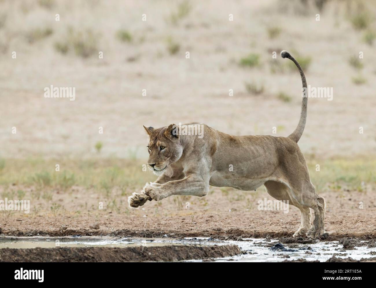 Lioness Leaping