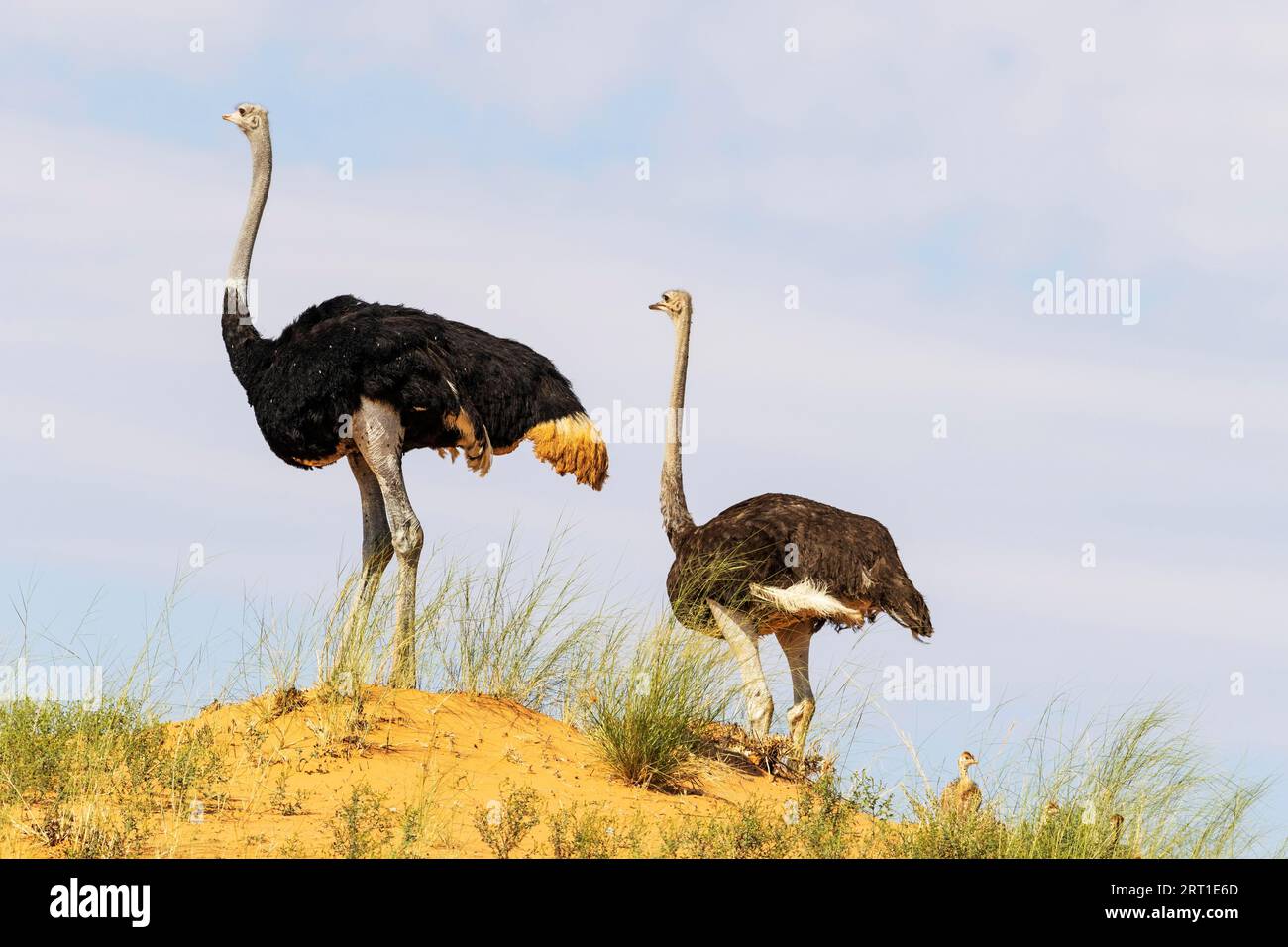 Ostrich (Struthio camelus) . Male on the left and female with three ...