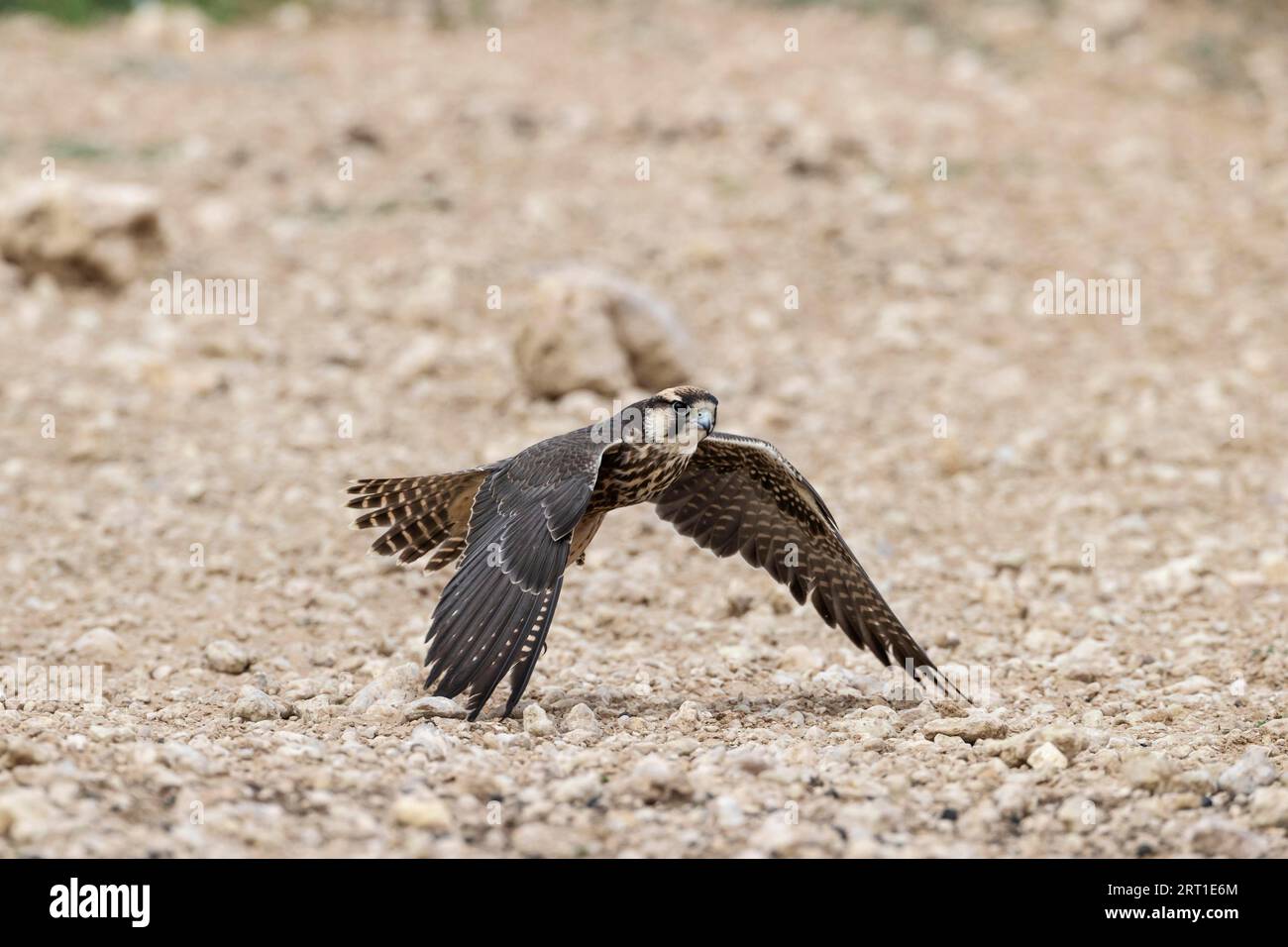 Lanner Falcon (Falco biarmicus) . Flying. Kalahari Desert, Kgalagadi ...