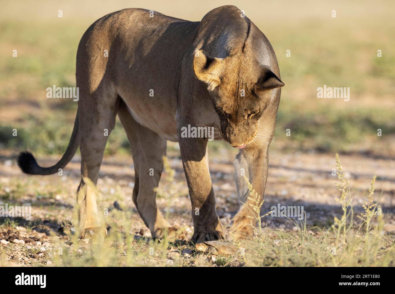 Lion (Panthera leo) . Female. Playing around with a frightened Marsh or Helmeted Terrapin ...