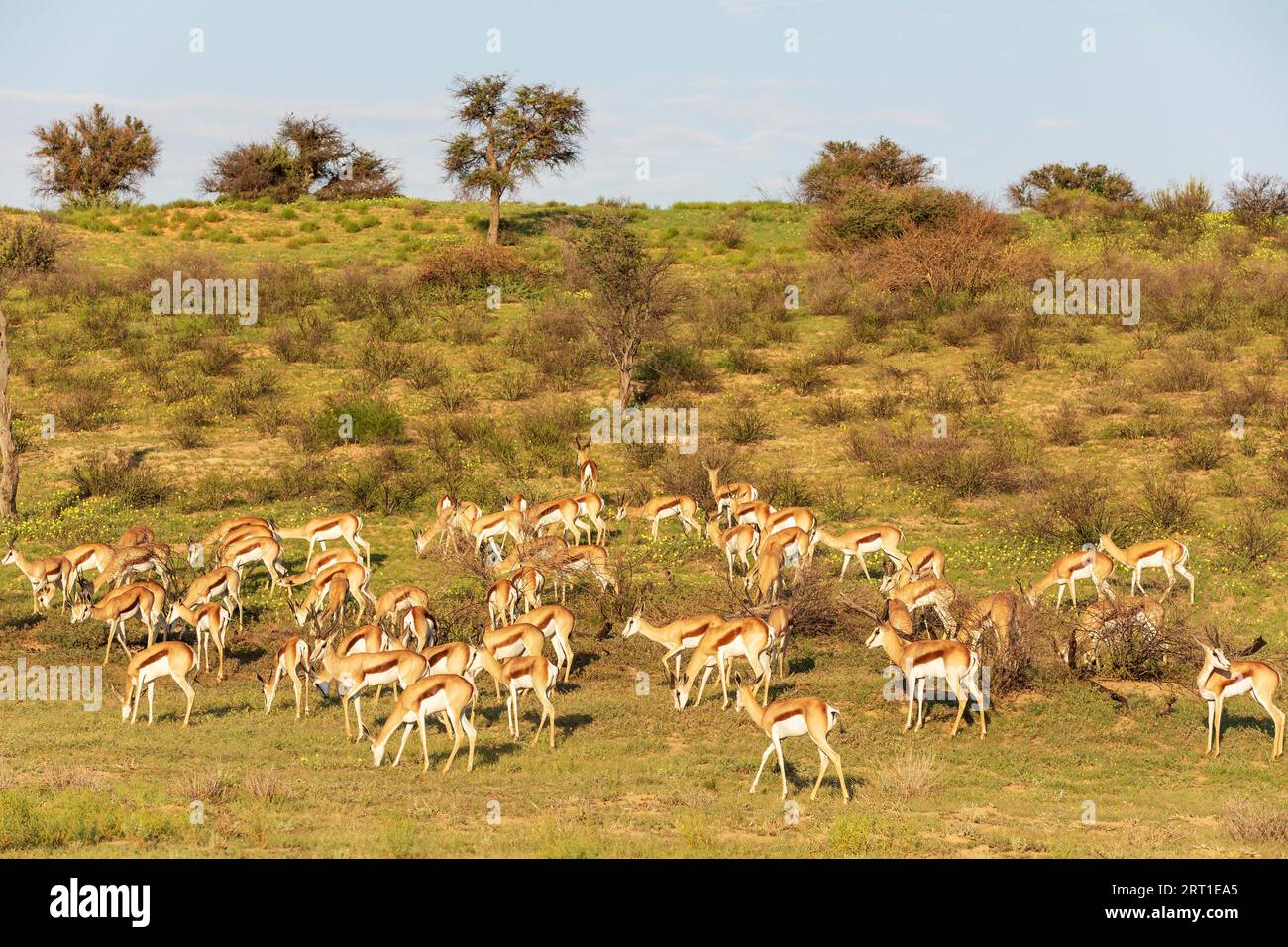 Springbok (Antidorcas marsupialis) . Fighting males. Kalahari Desert ...