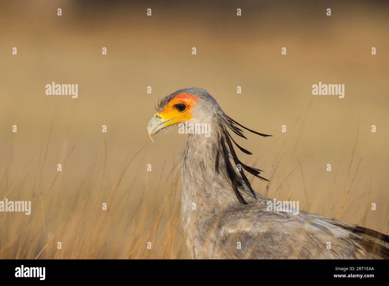 Secretary Bird (Sagittarius serpentarius) . Kalahari Desert, Kgalagadi ...