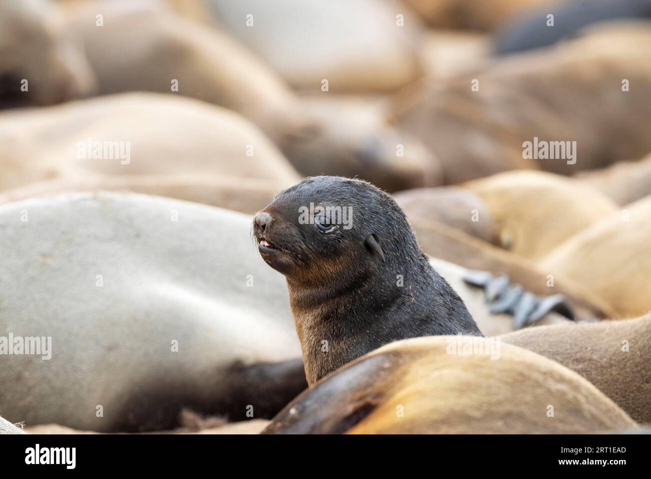 Cape Fur Seal (Arctocephalus pusillus) . Pup. Cape Cross Seal Reserve ...