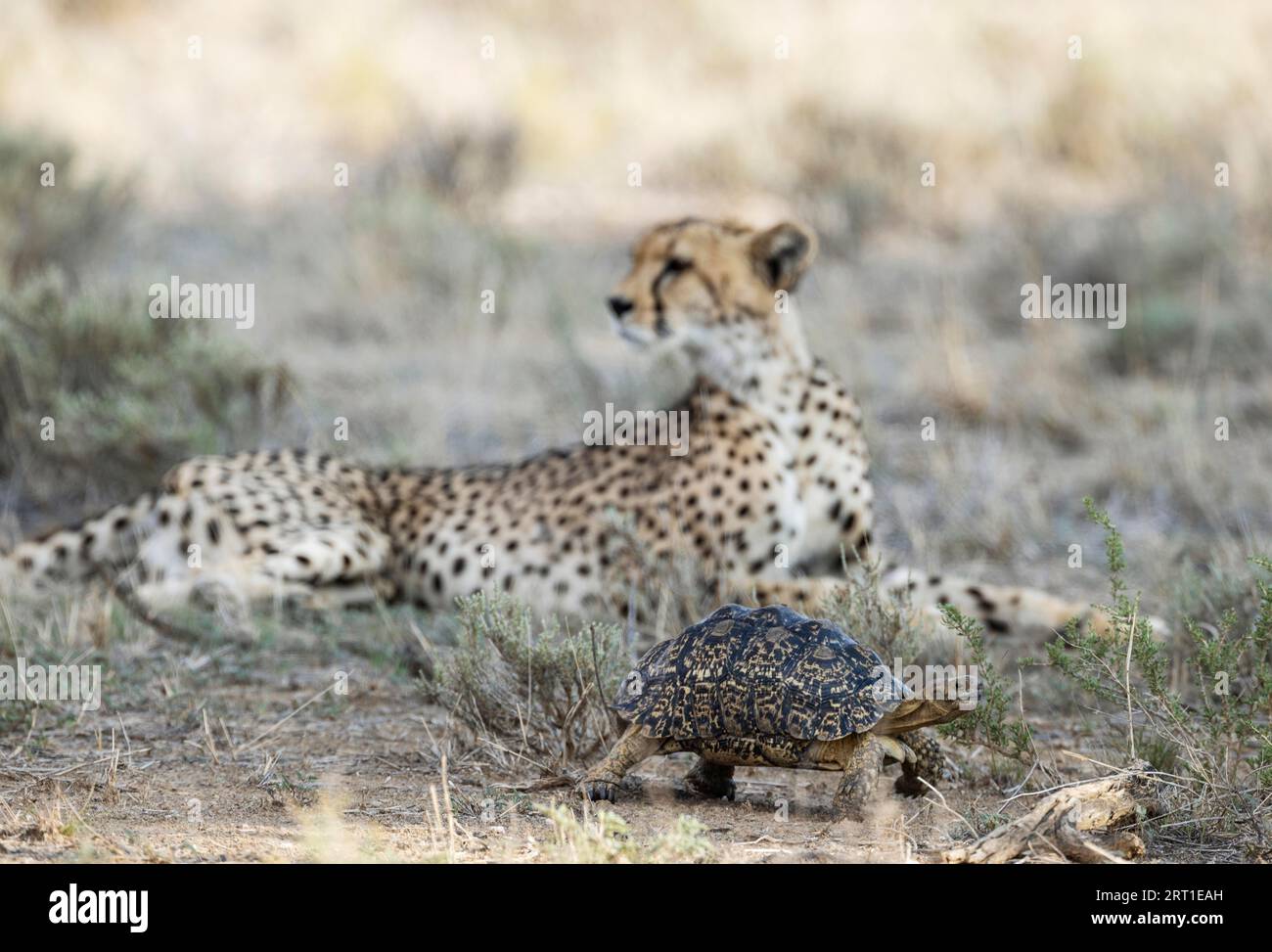 Leopard Tortoise (Stigmochelys pardalis) . Frightened and quickly ...