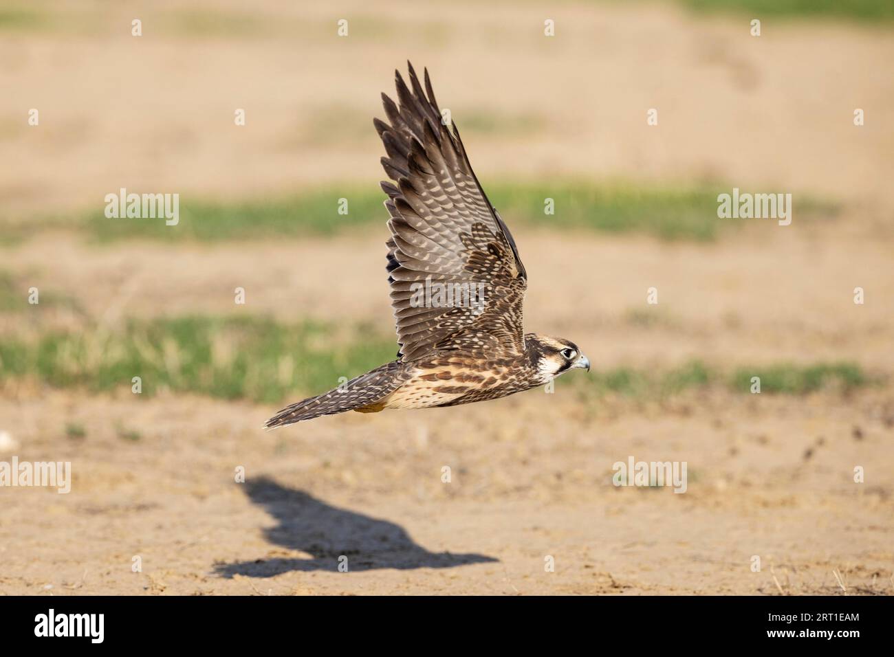 Lanner Falcon (Falco biarmicus) . Flying. Kalahari Desert, Kgalagadi ...