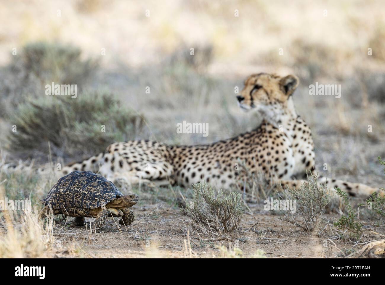 Cheetah humor hi-res stock photography and images - Alamy