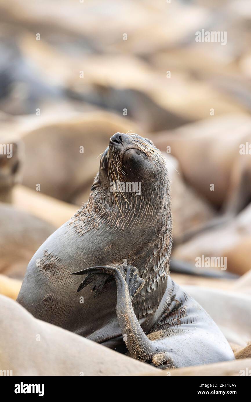 Cape Fur Seal (Arctocephalus pusillus) . Grooming. Cape Cross Seal ...