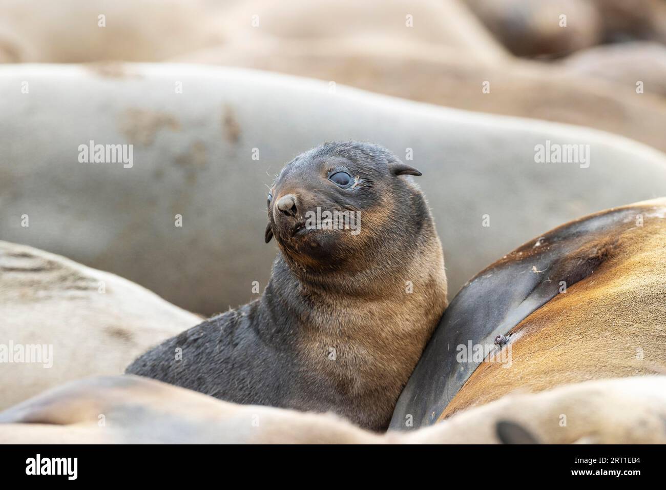 Cape Fur Seal (Arctocephalus pusillus) . Pup. Cape Cross Seal Reserve ...