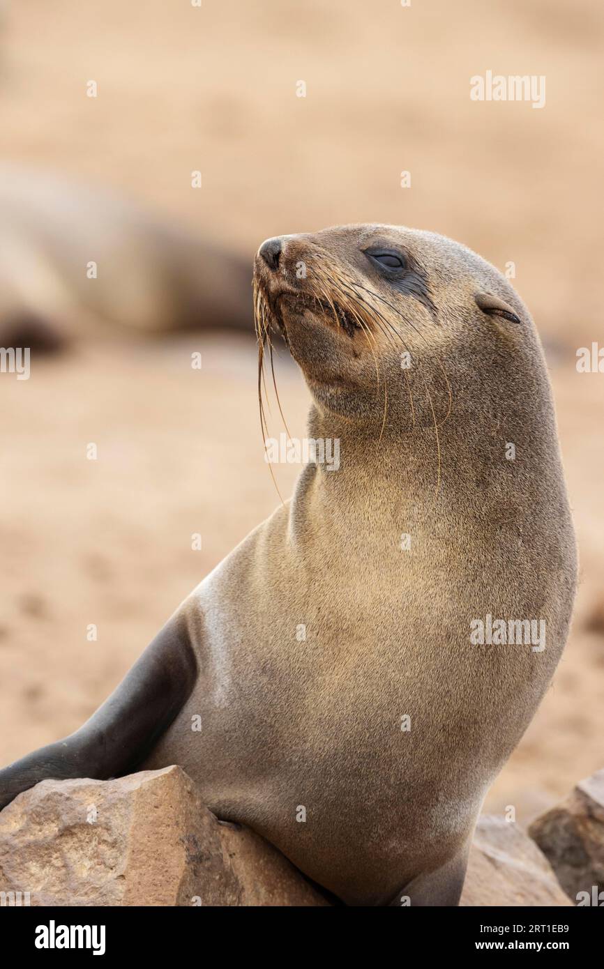 Cape Fur Seal (Arctocephalus pusillus) . Cape Cross Seal Reserve ...