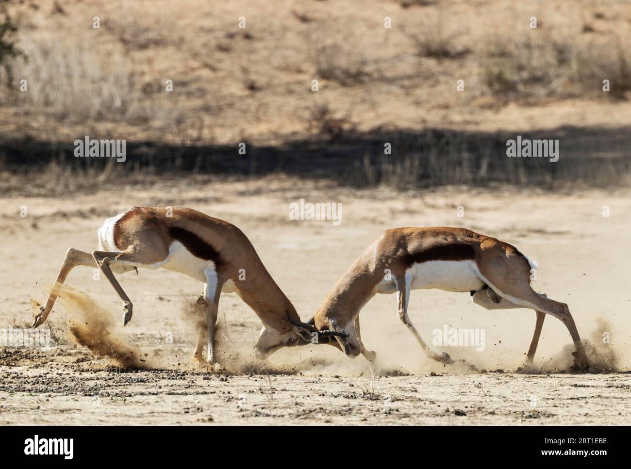 Springbok (Antidorcas marsupialis) . Fighting males. Kalahari Desert ...