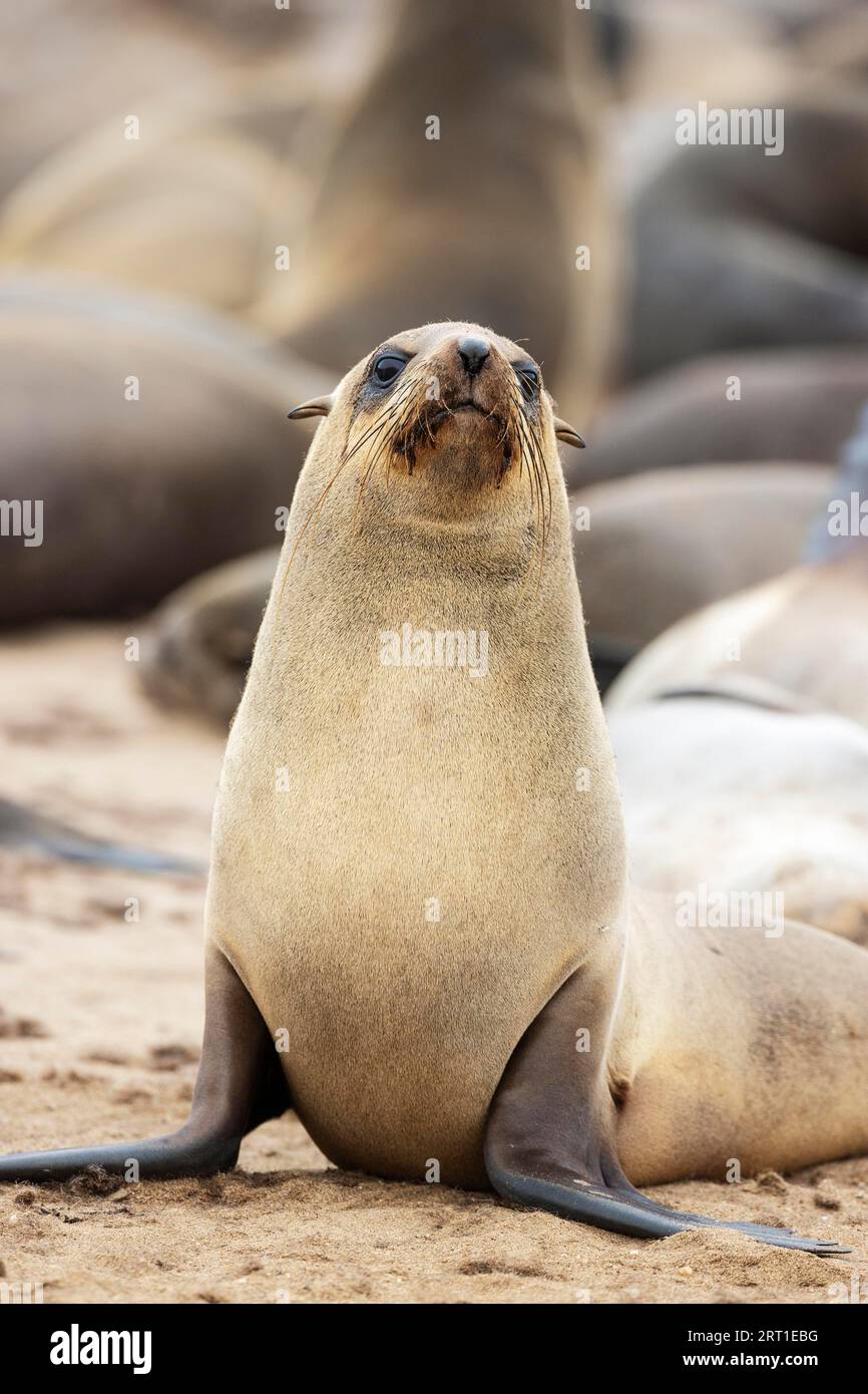 Cape Fur Seal (Arctocephalus pusillus) . Cape Cross Seal Reserve ...