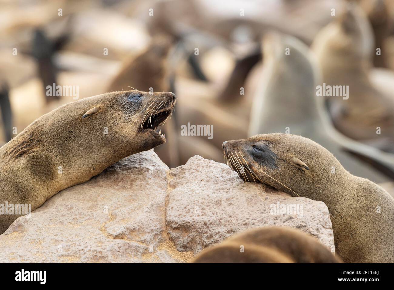Cape Fur Seal (Arctocephalus pusillus) . Social contact. Cape Cross ...
