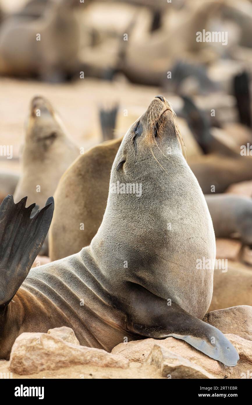 Cape Fur Seal (Arctocephalus pusillus) . Resting. Cape Cross Seal ...