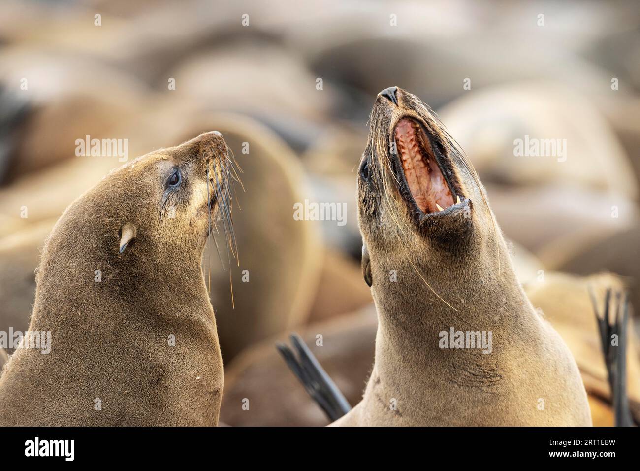 Cape Fur Seal (Arctocephalus pusillus) . Yawning. Cape Cross Seal ...