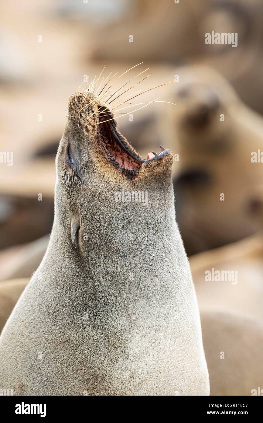 Cape Fur Seal (Arctocephalus pusillus) . Yawning. Cape Cross Seal ...